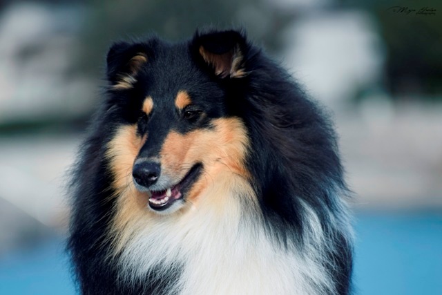 Collies Of The Windy Lands